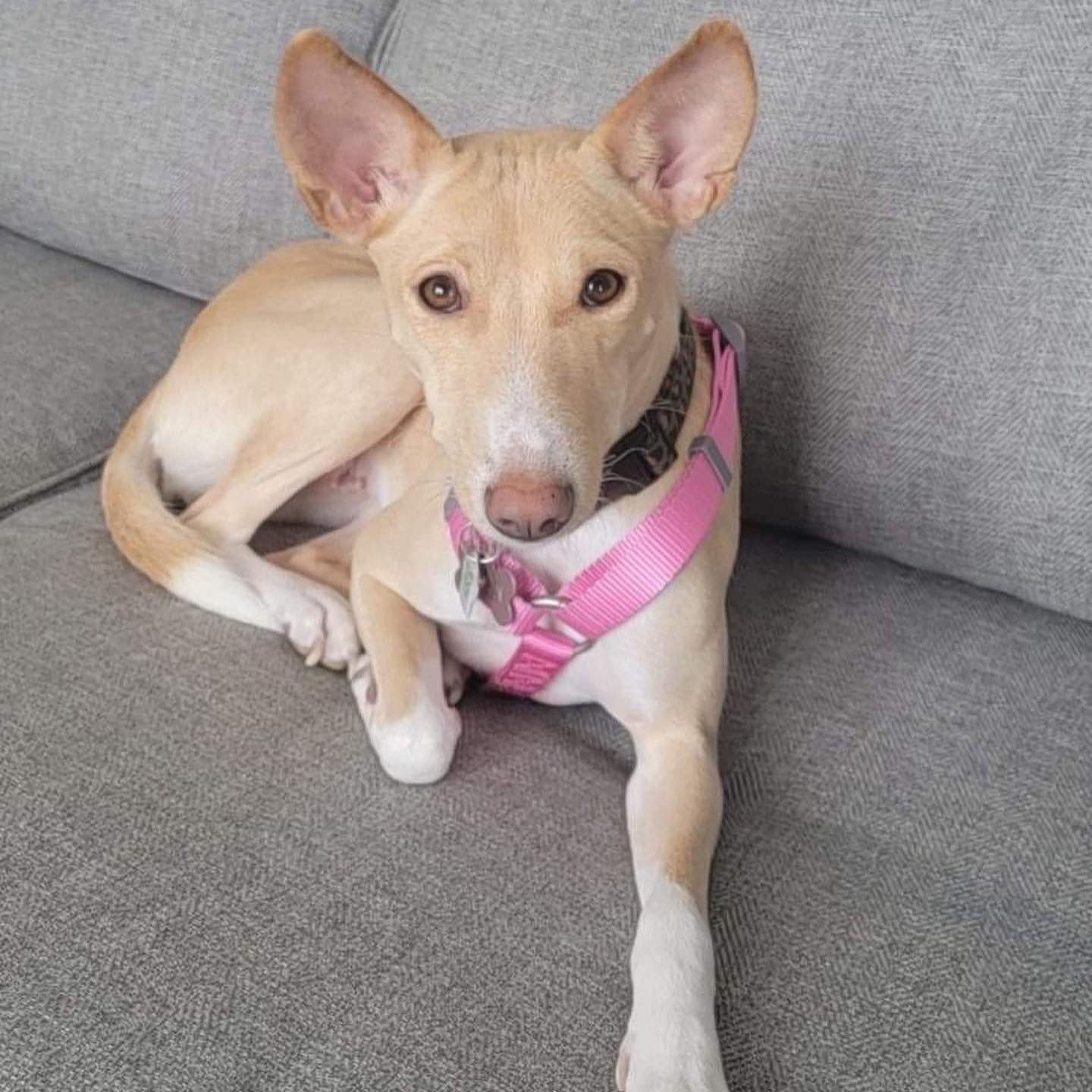 Dog Meat Fighters Website – DOGSAVIOR