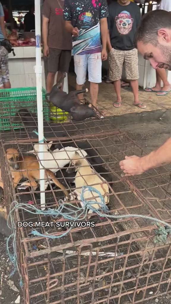 SUPPORT DOG SAVIOR – DOGSAVIOR